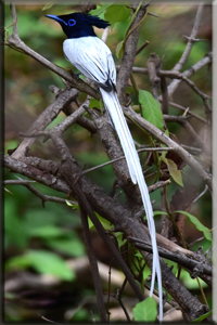 मध्य प्रदेश वन विभाग , भारत