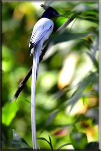 मध्य प्रदेश वन विभाग , भारत