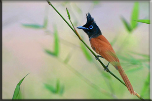 मध्य प्रदेश वन विभाग , भारत