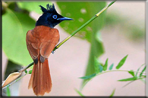 मध्य प्रदेश वन विभाग , भारत