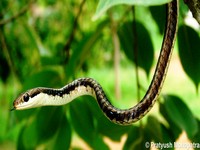 Madhya Pradesh State Biodiversity Board