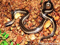 Madhya Pradesh State Biodiversity Board